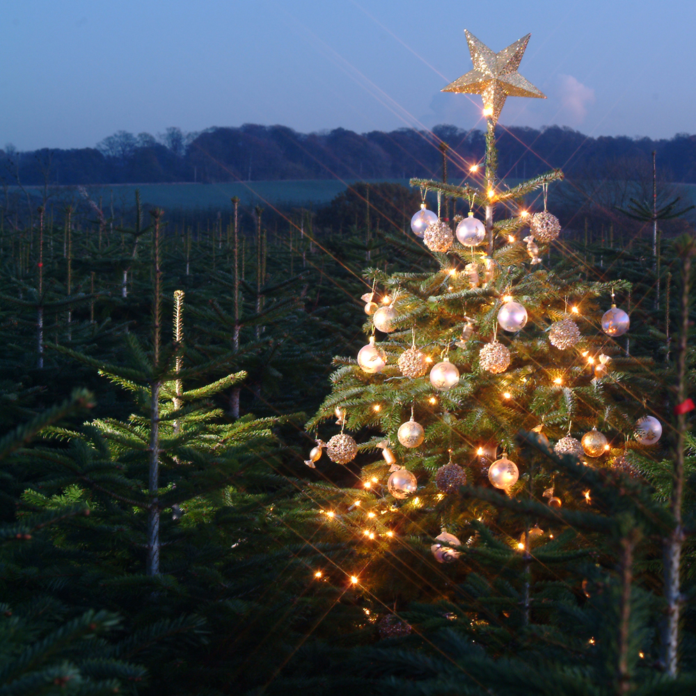 Christmas shop | The Arium | Leeds